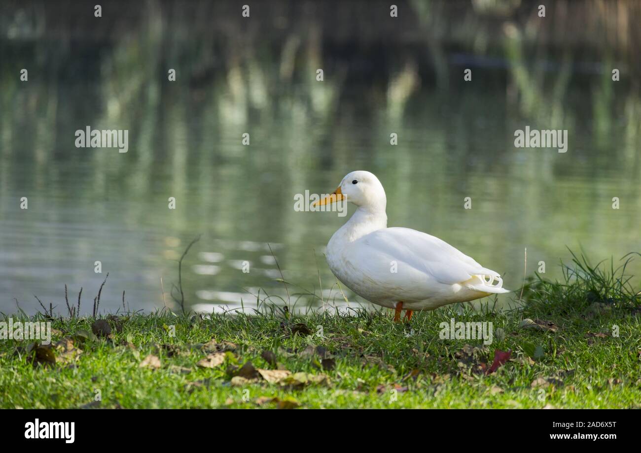 Weiße ente -Fotos und -Bildmaterial in hoher Auflösung – Alamy