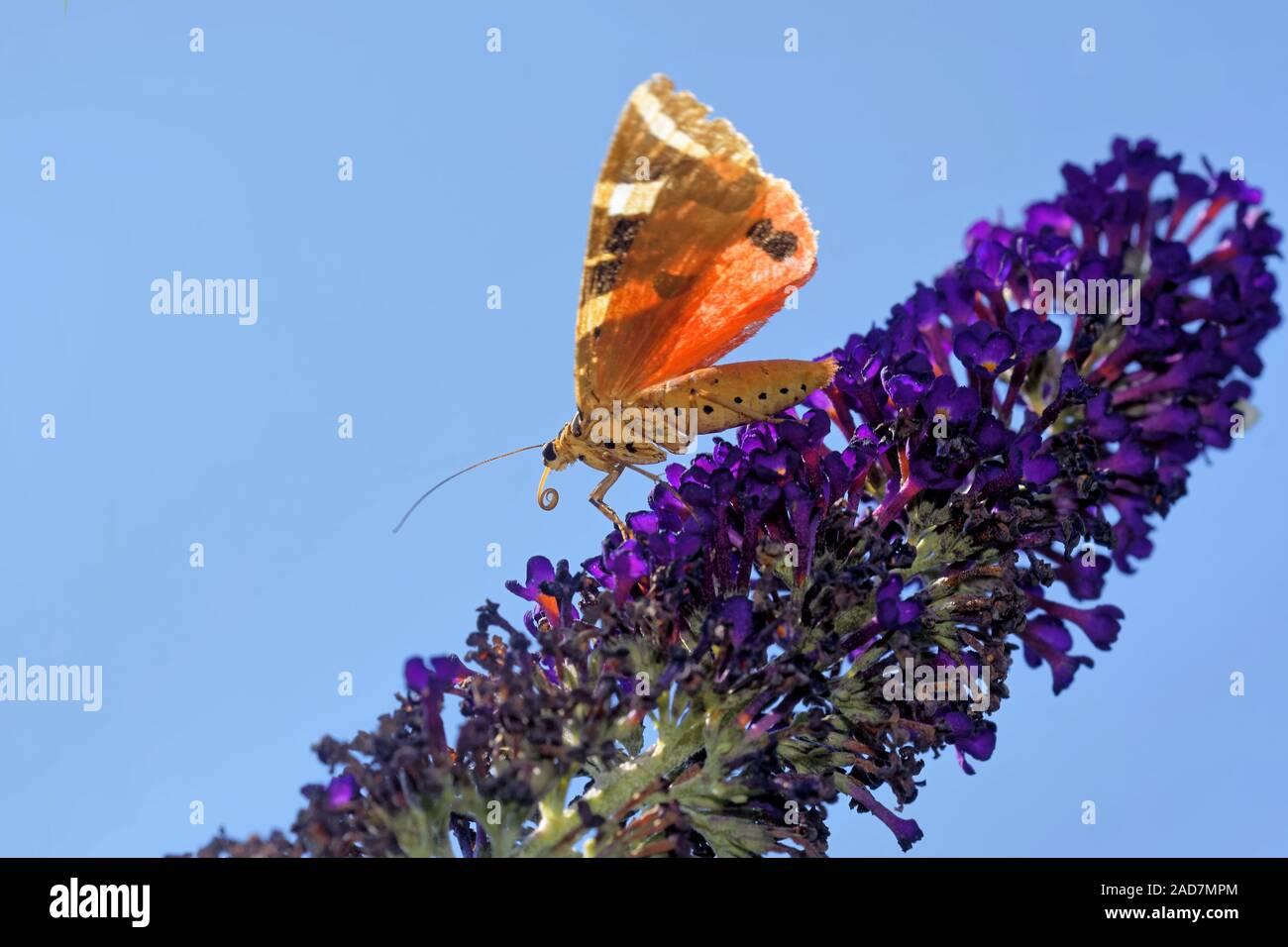 Russian bear -Fotos und -Bildmaterial in hoher Auflösung – Alamy