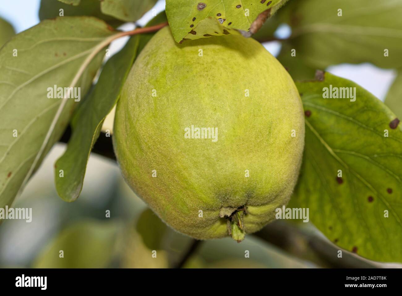 Quince on the tree -Fotos und -Bildmaterial in hoher Auflösung – Alamy