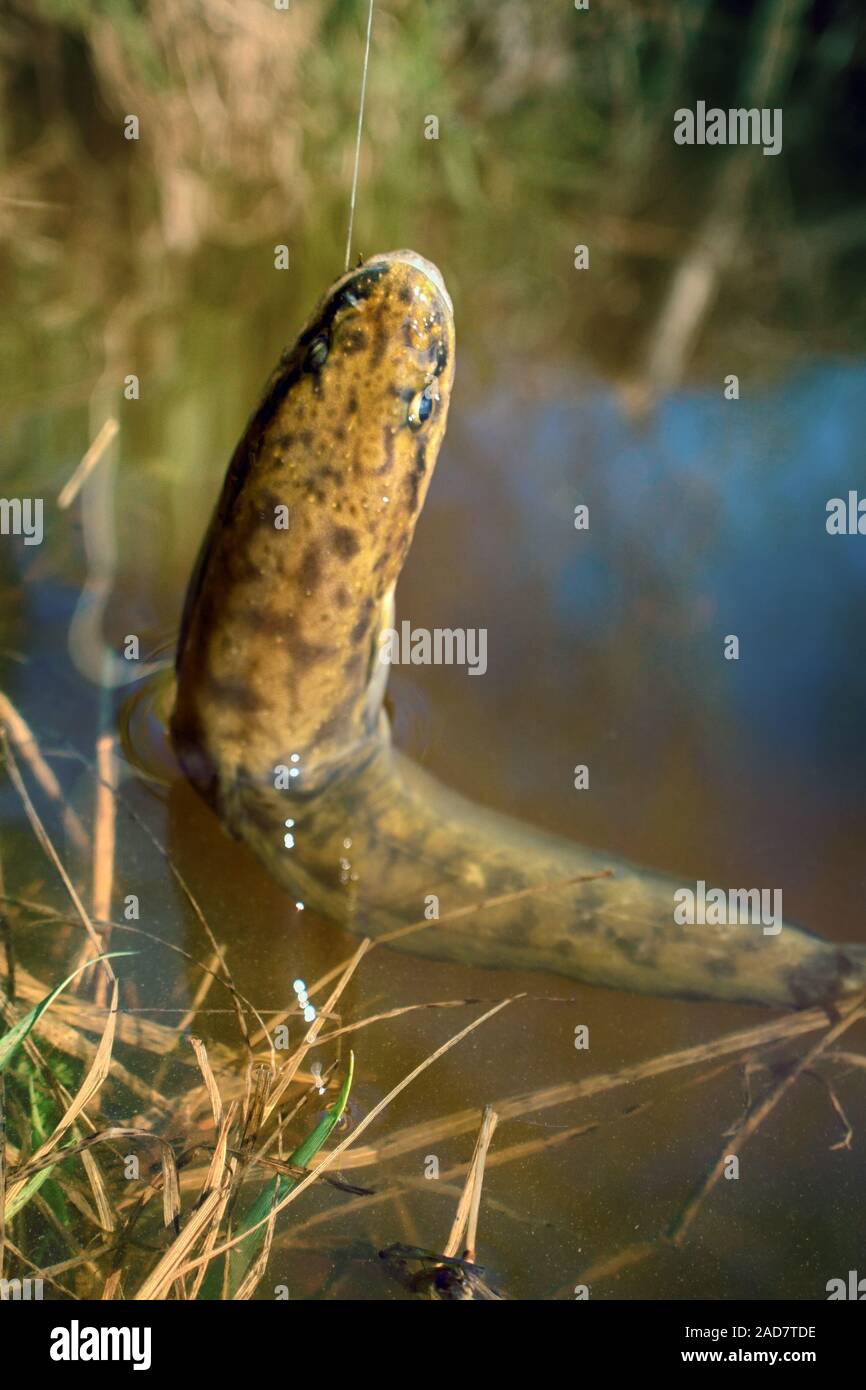 Aalmutter quappe -Fotos und -Bildmaterial in hoher Auflösung – Alamy