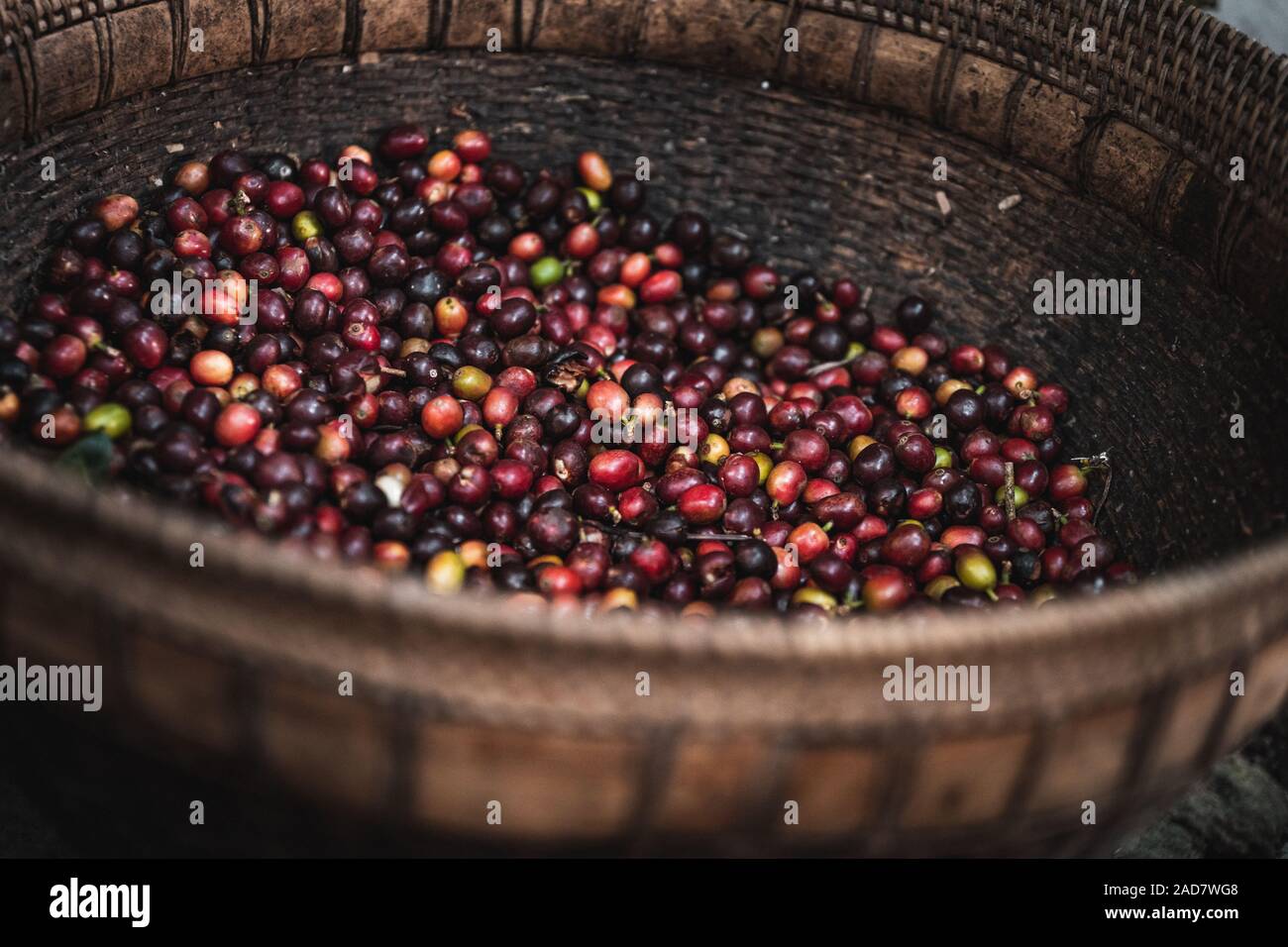 Kaffee zibet -Fotos und -Bildmaterial in hoher Auflösung – Alamy