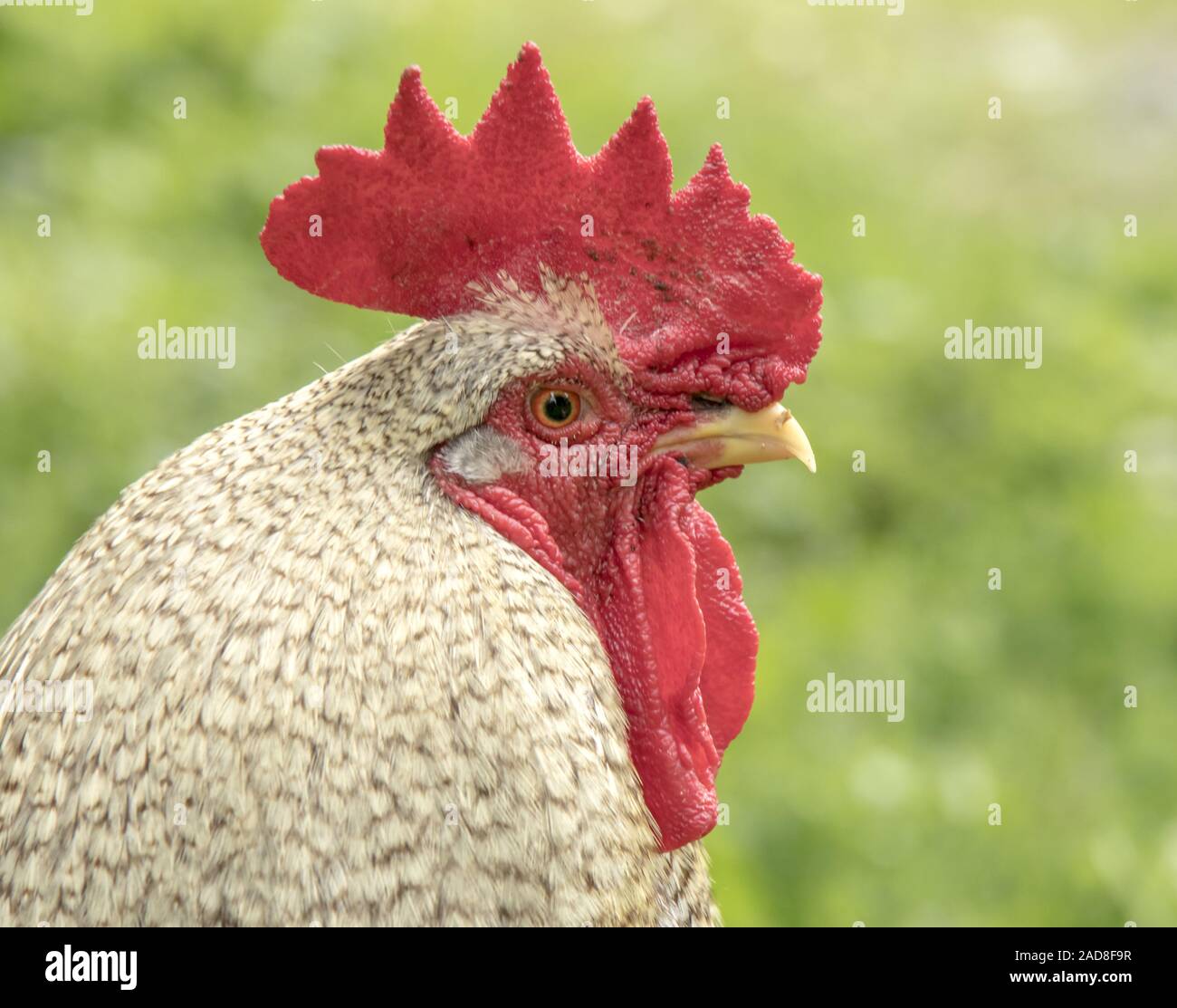 Huhn gallus gallus -Fotos und -Bildmaterial in hoher Auflösung – Alamy