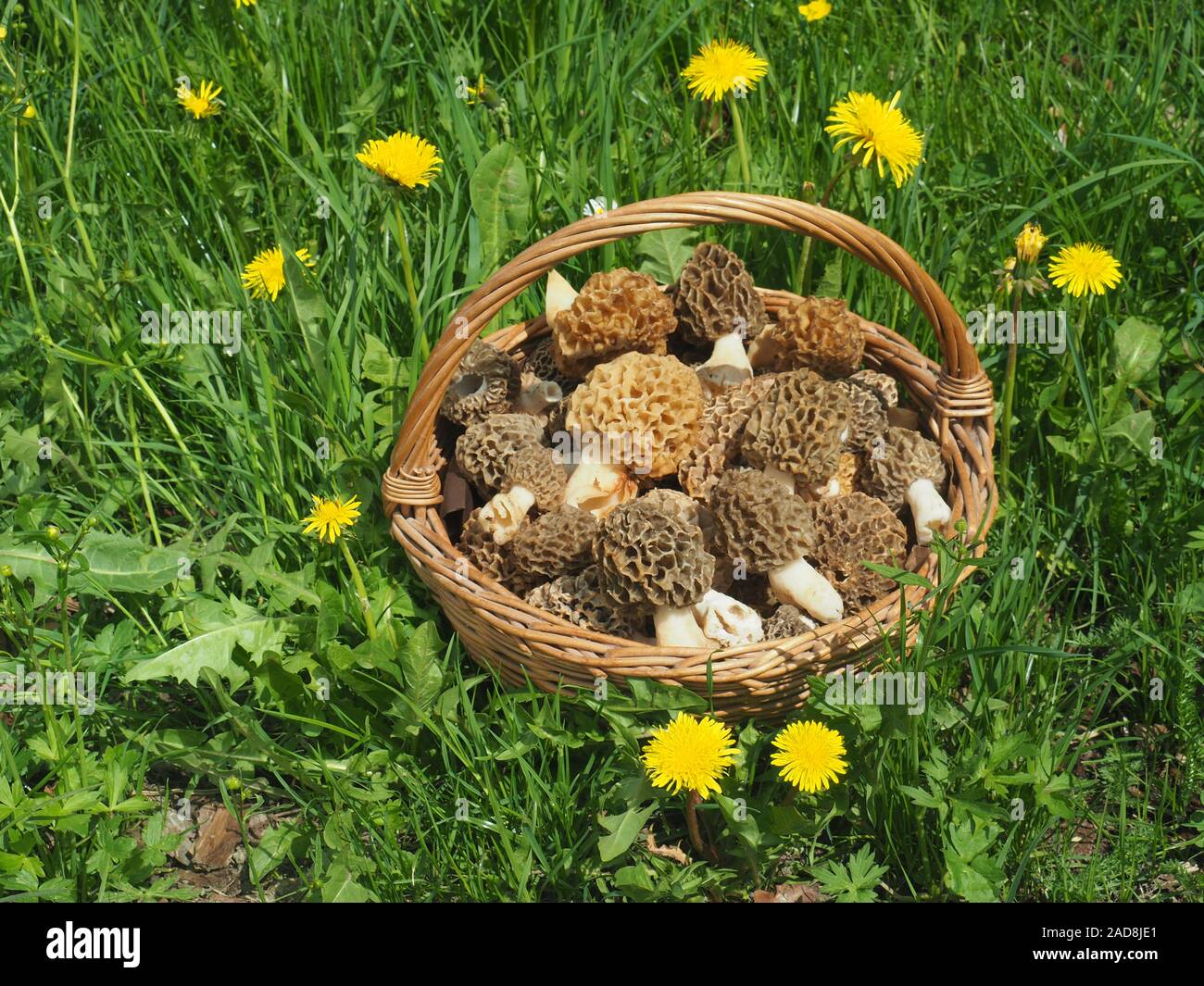 Korb mit echten Morcheln (Morchella esculenta Stockfotografie - Alamy