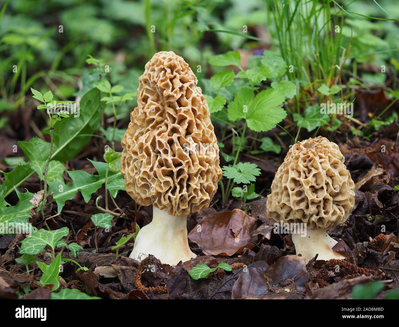 Morchella esculenta var crassipes -Fotos und -Bildmaterial in hoher ...