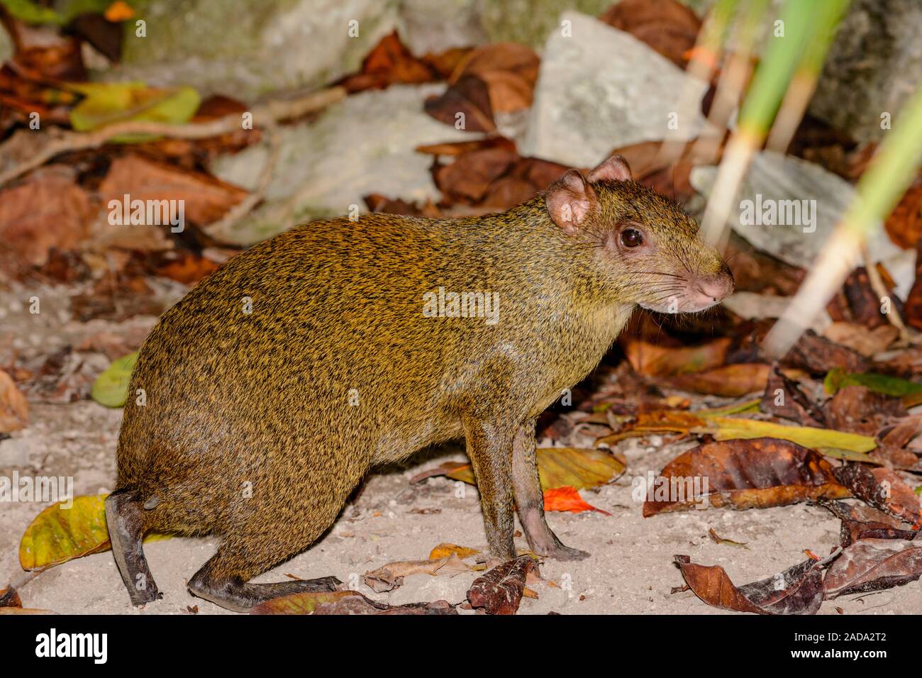 Ruatan Island Agouti Stockfotos und -bilder Kaufen - Alamy