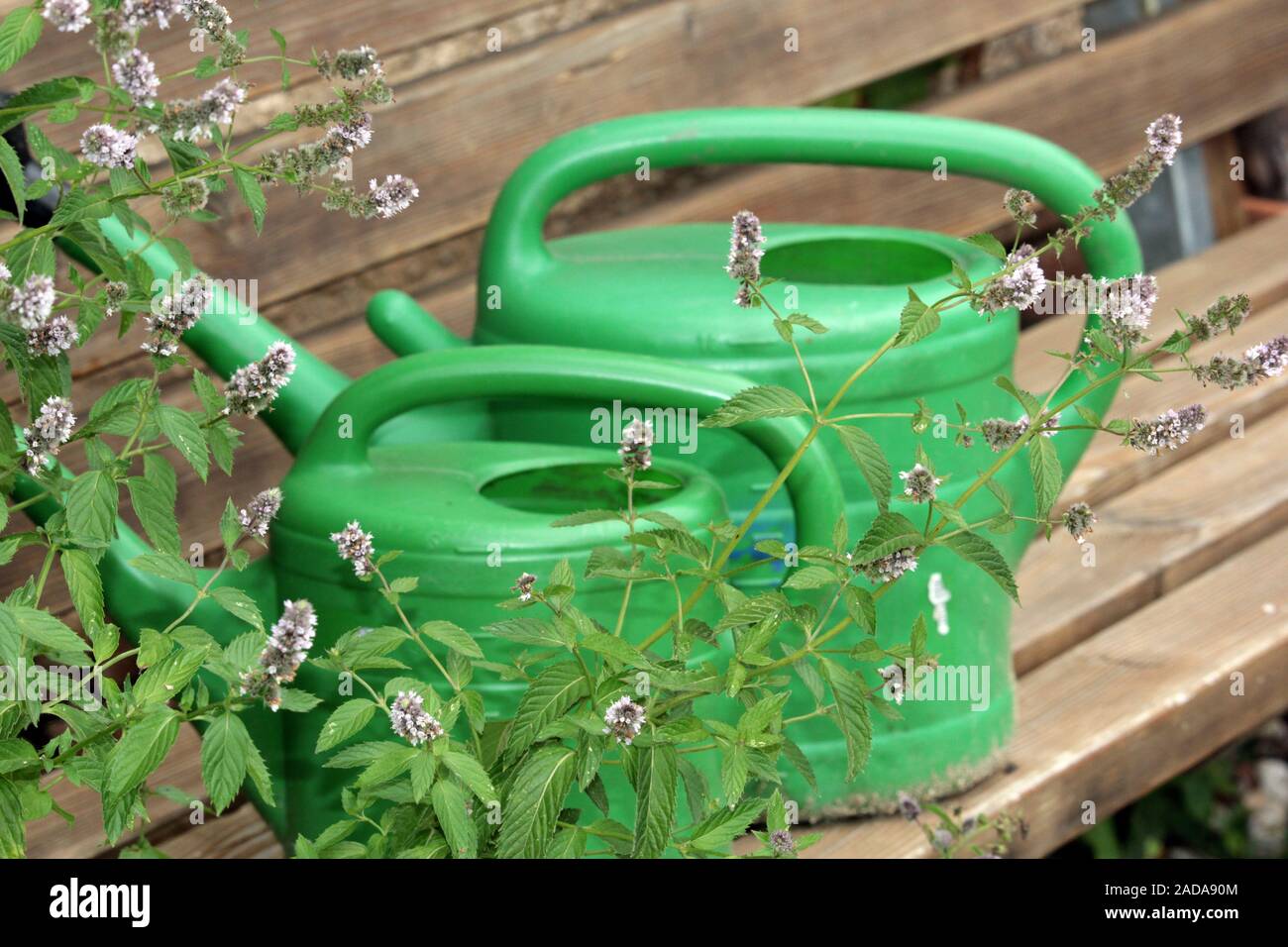 Garden idyll -Fotos und -Bildmaterial in hoher Auflösung – Alamy