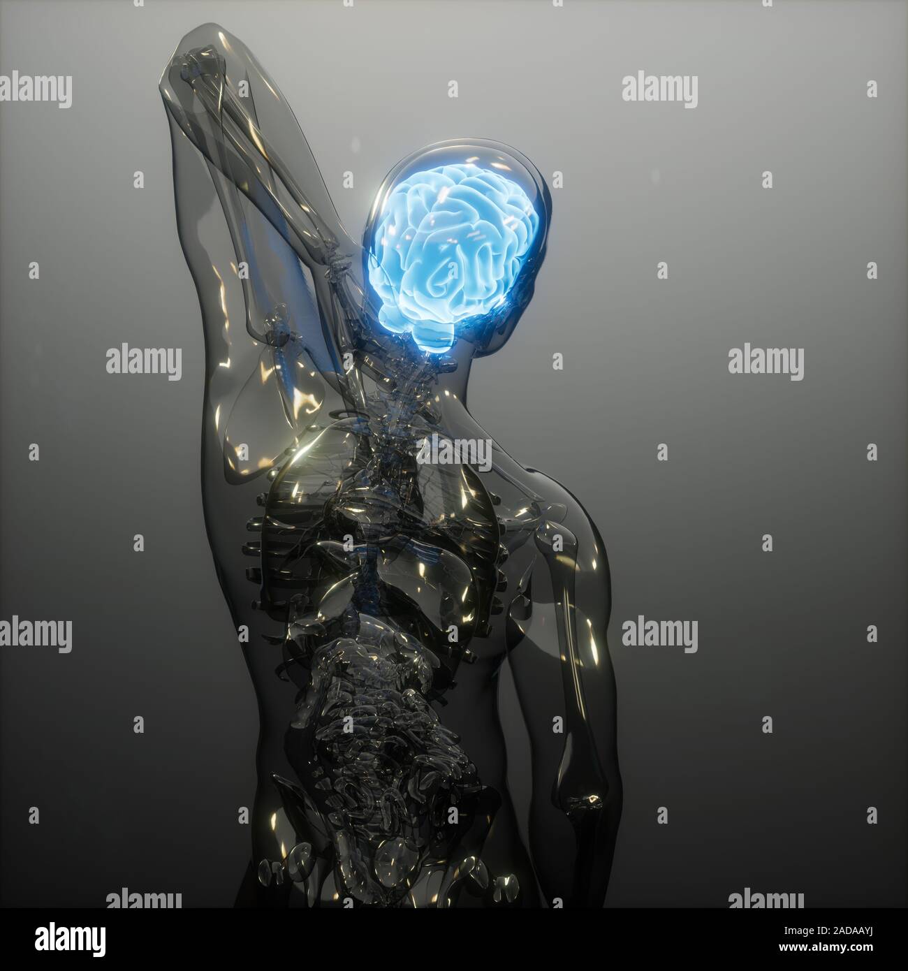 Ct scan gehirn gesund -Fotos und -Bildmaterial in hoher Auflösung – Alamy