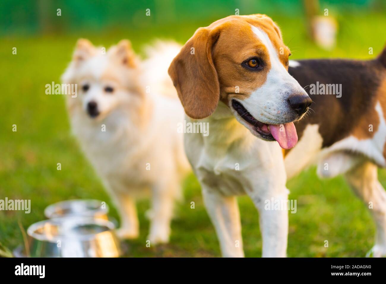Hund Im Garten Stockfotos und -bilder Kaufen - Alamy