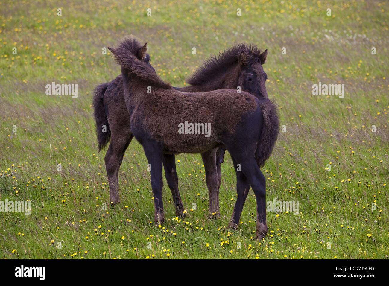 Die Fohlen Stockfotos und -bilder Kaufen - Alamy