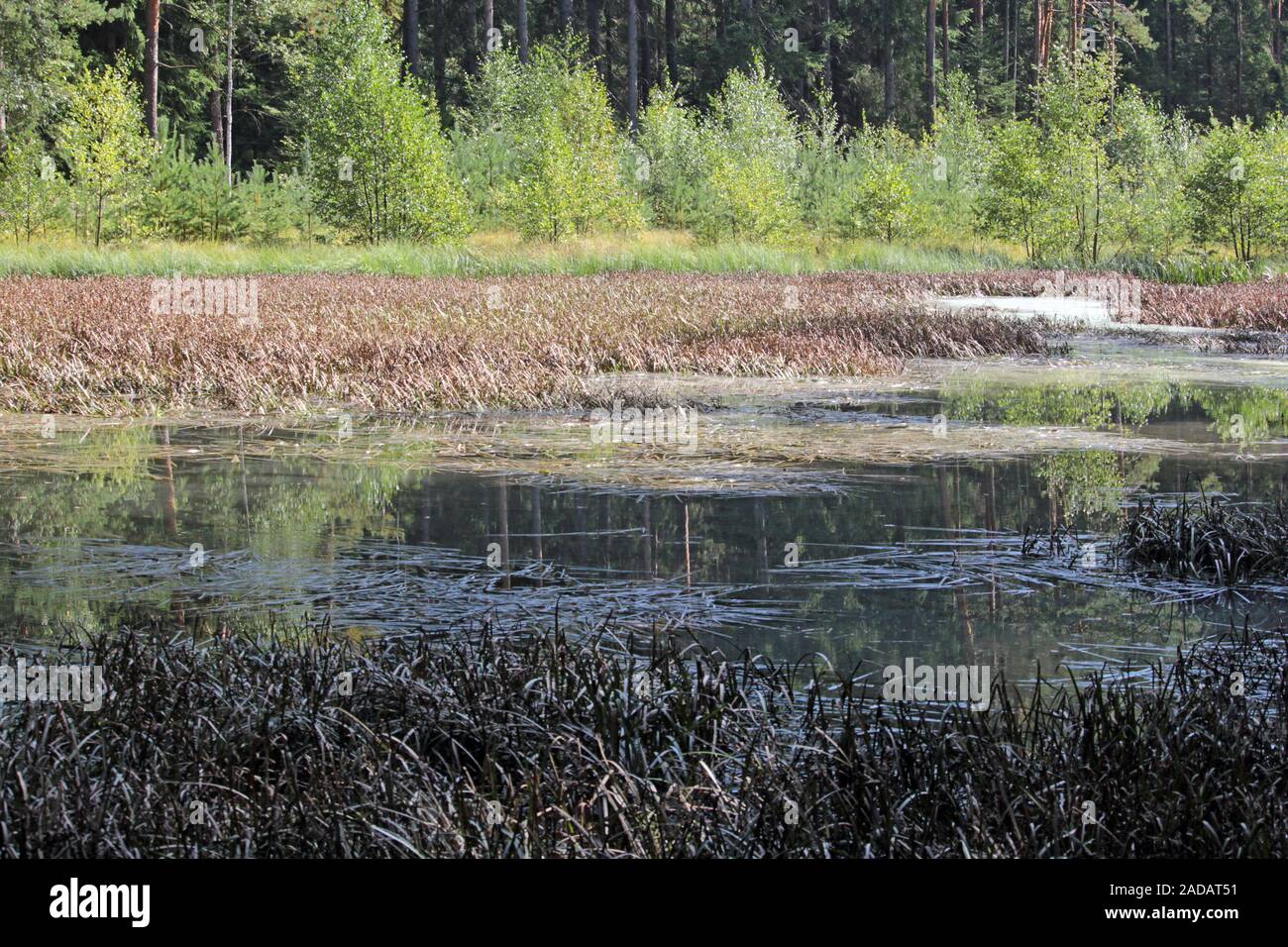 Gras und wald Stockfotos und -bilder Kaufen - Alamy