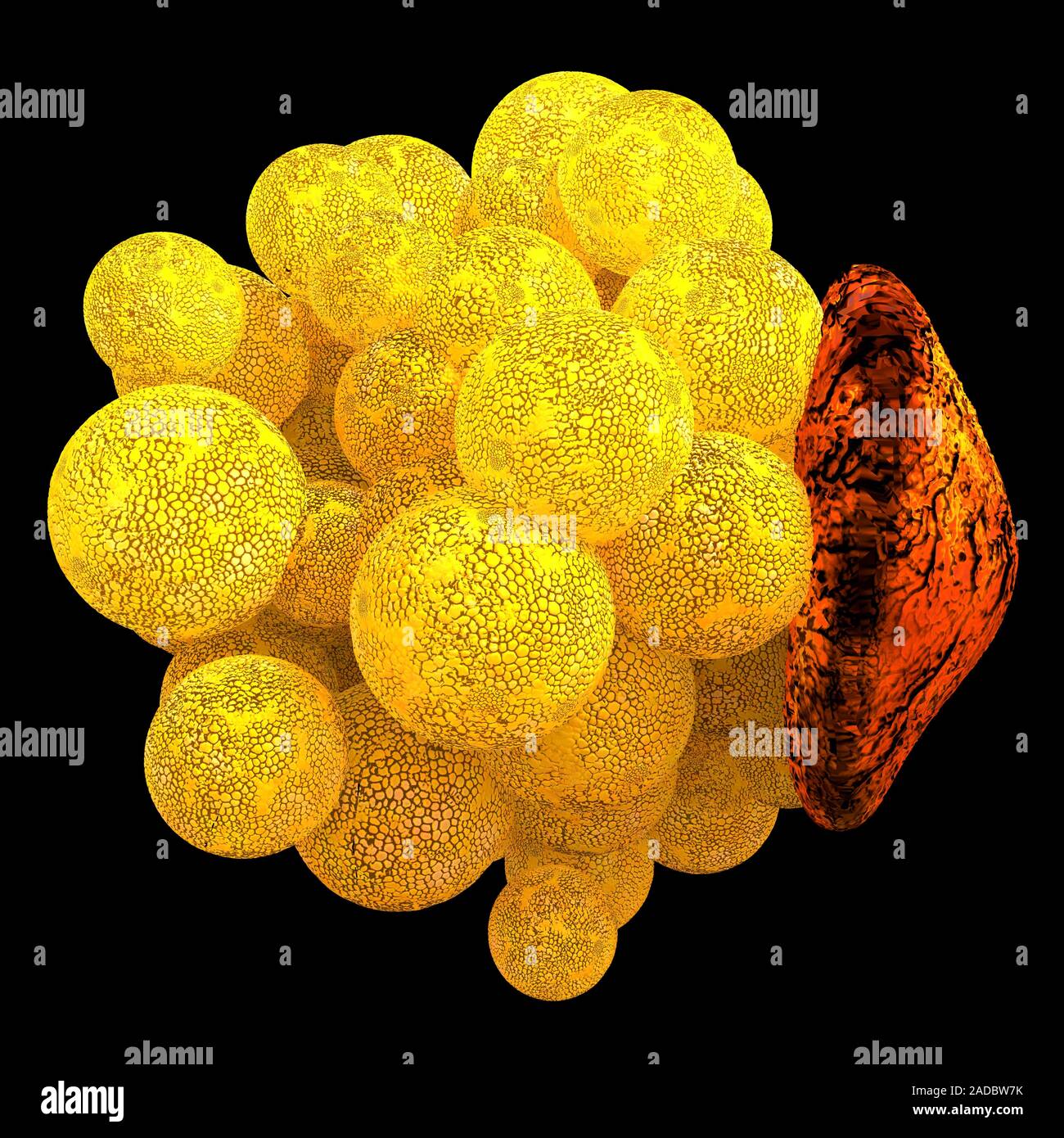 Fettzelle. Computer artwork eines menschlichen Fettzellen (Adipocyte ...