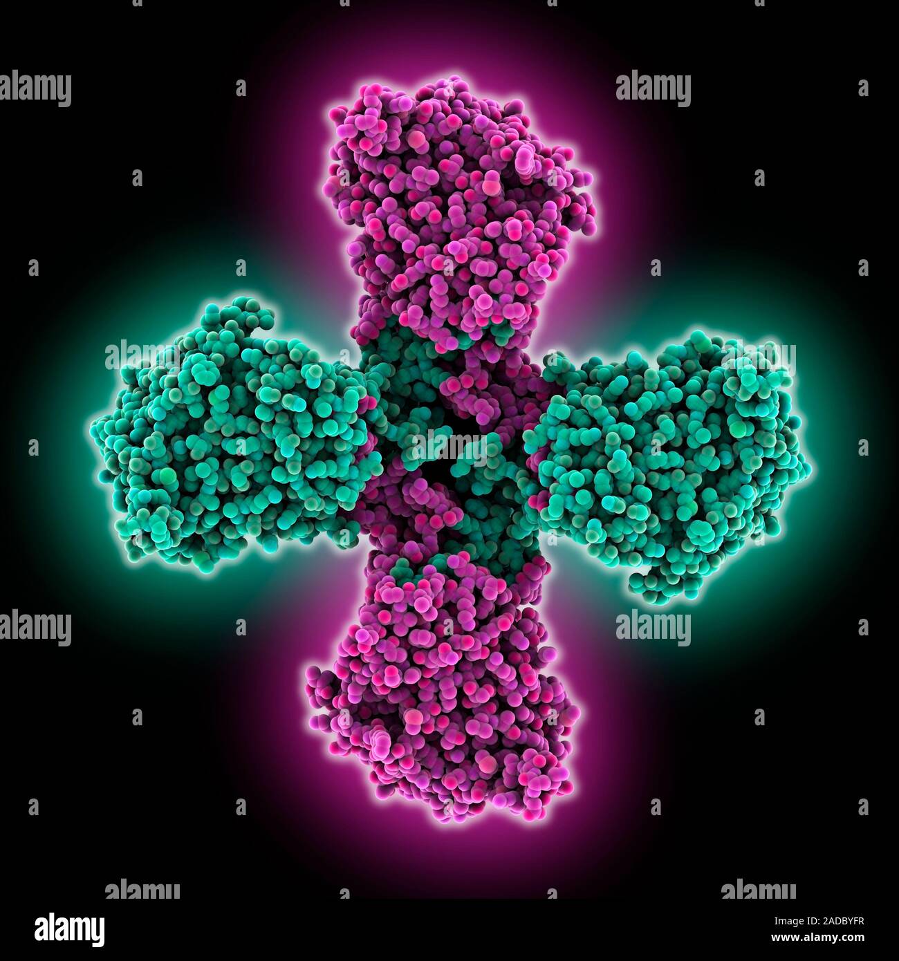 Influenza B virus Proteins. Computer Modell für den Aufbau der ...