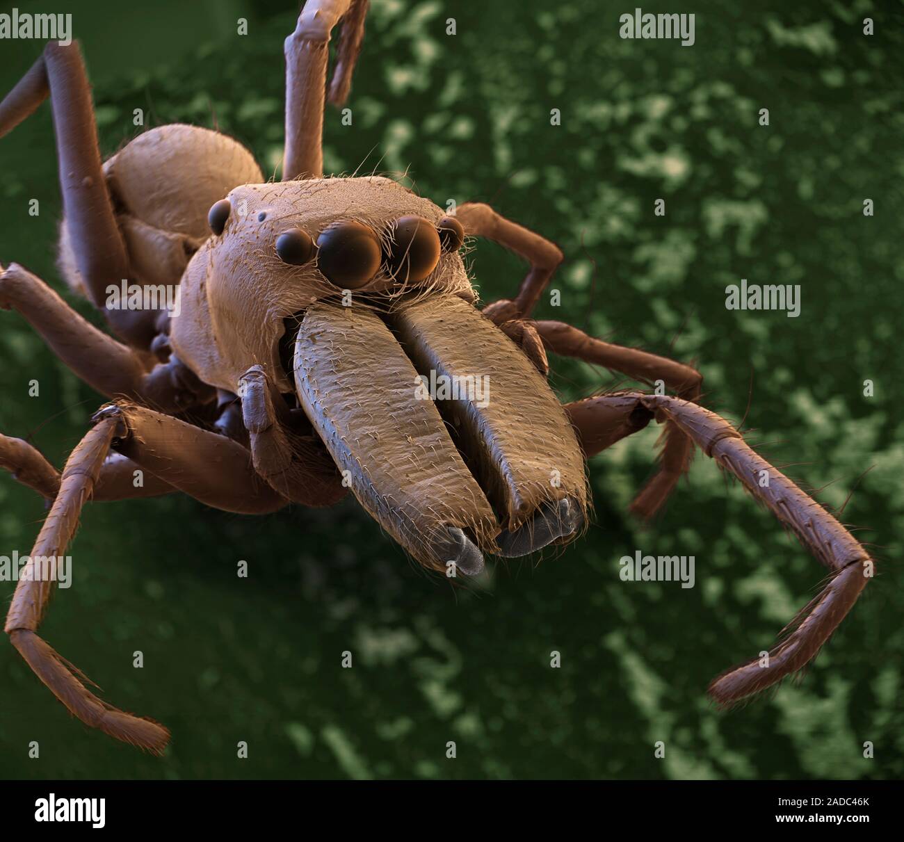 Ant imitieren, Spider. Farbige Scanning Electron Micrograph (SEM) der ...