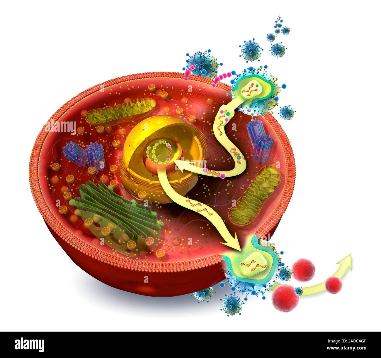 Virus life cycle, Illustration. Viren bestehen aus einem Genom und ...
