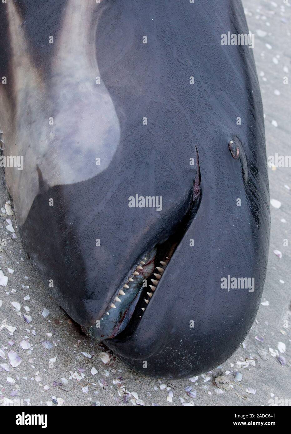 Strände long-finned Grindwal (globicephala Melas). Die long-finned ...