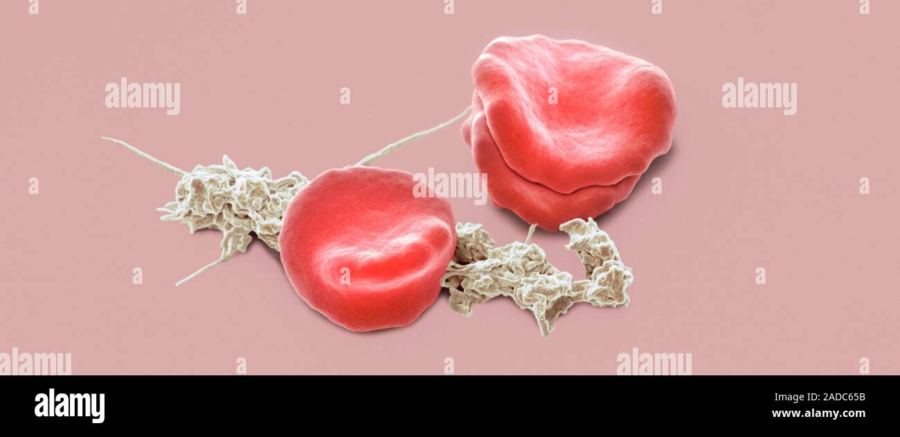 Menschliche rote Blutkörperchen und Blutplättchen. Farbiges scannen ...