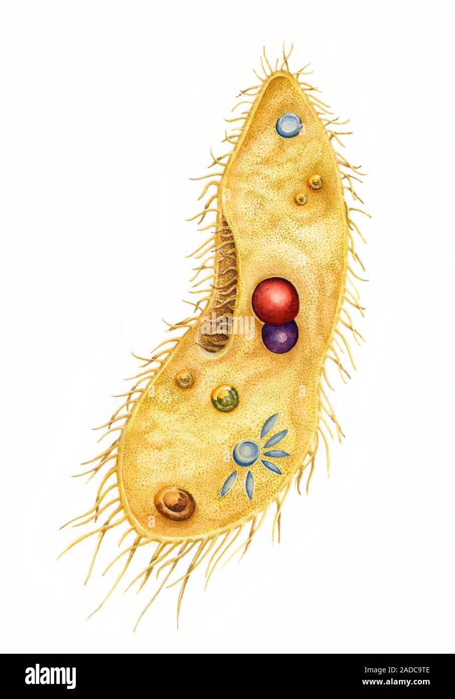 Paramecium Protozoen. Abbildung einer einzigen Paramecium sp. Protozoen ...