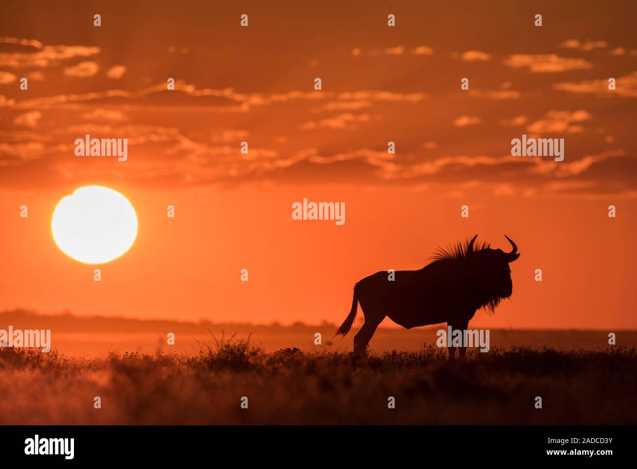 Ein einsamer Streifengnu (connochaetes Taurinus) Stier bei ...