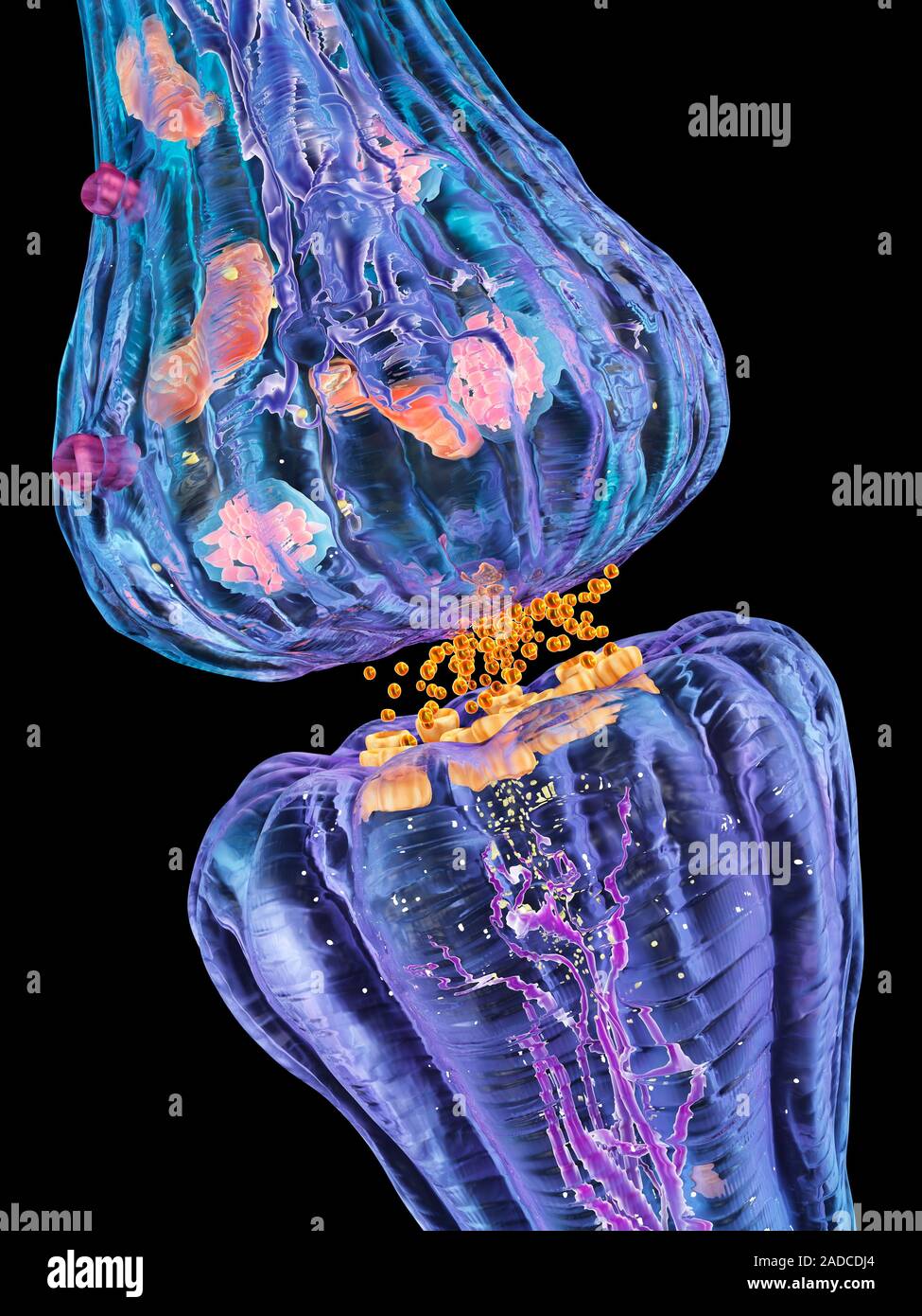 Nervenzellen Synapse. Computer Artwork von einer Kreuzung, oder Synapse ...