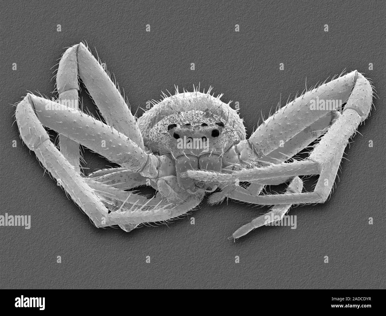Scanning Electron Micrograph (SEM) Goldrute crab Spider (Misumena vatia ...