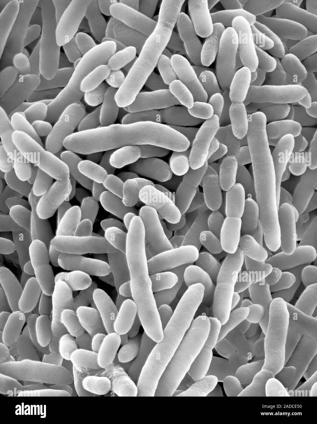 Scanning Electron Micrograph (SEM) von Pseudomonas putida, Gram ...