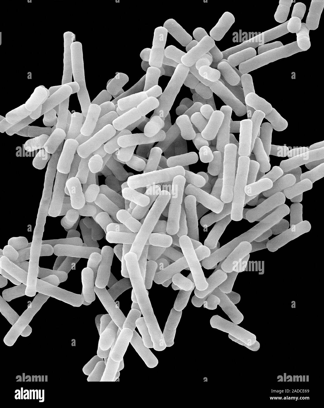 Scanning Electron Micrograph (SEM) von Lactobacillus buchneri, Gram ...