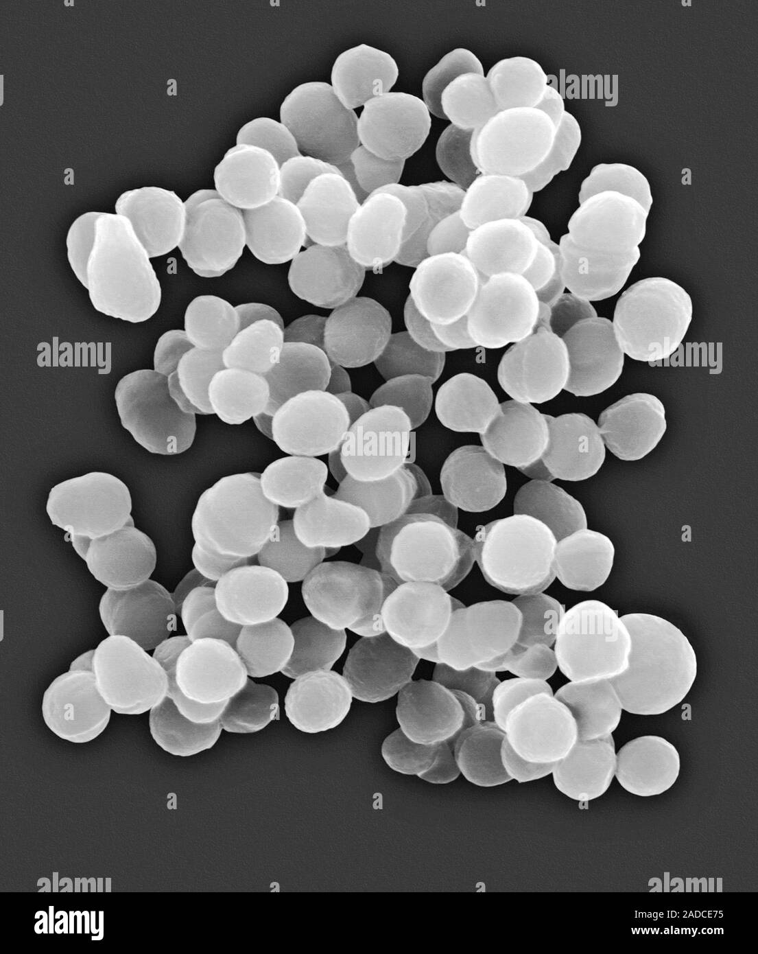 Scanning Electron Micrograph (SEM) der Aerococcus urinaeequi, coccoid ...