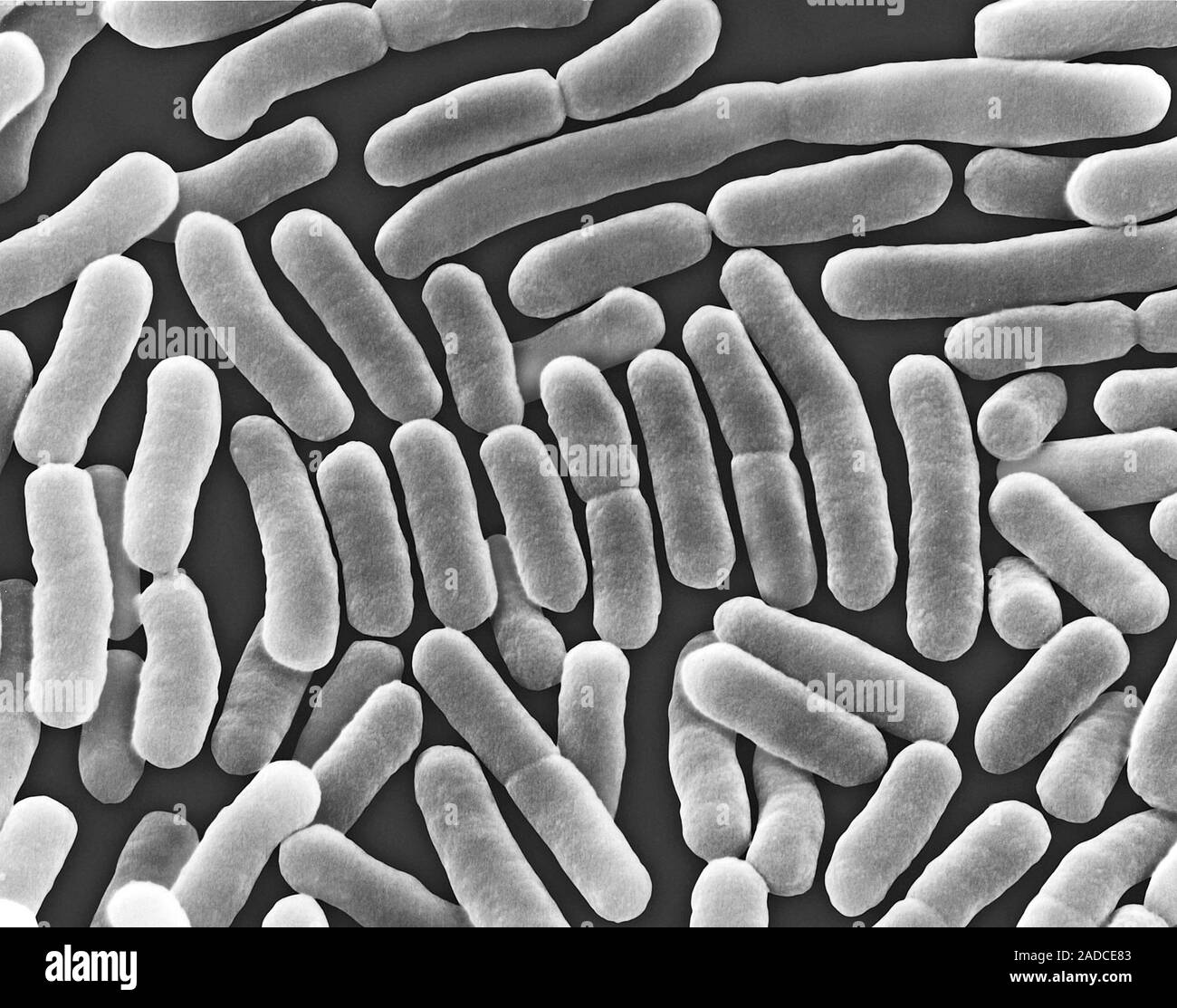 Scanning Electron Micrograph (SEM) von Salmonella typhi ist ein Gram ...