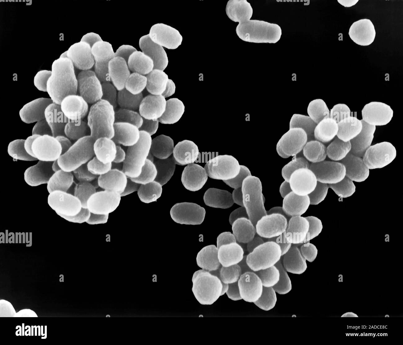 Scanning Electron Micrograph (SEM) von Brucella abortus, Gram-negativen ...