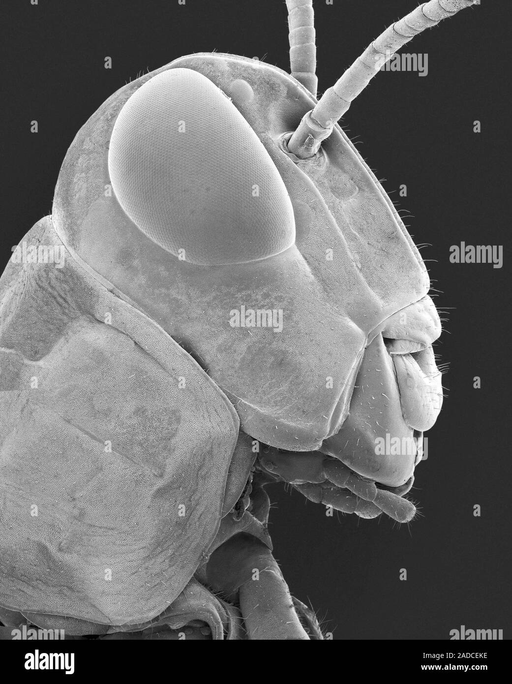 Scanning Electron Micrograph (SEM) von Grasshopper Kopf und ...