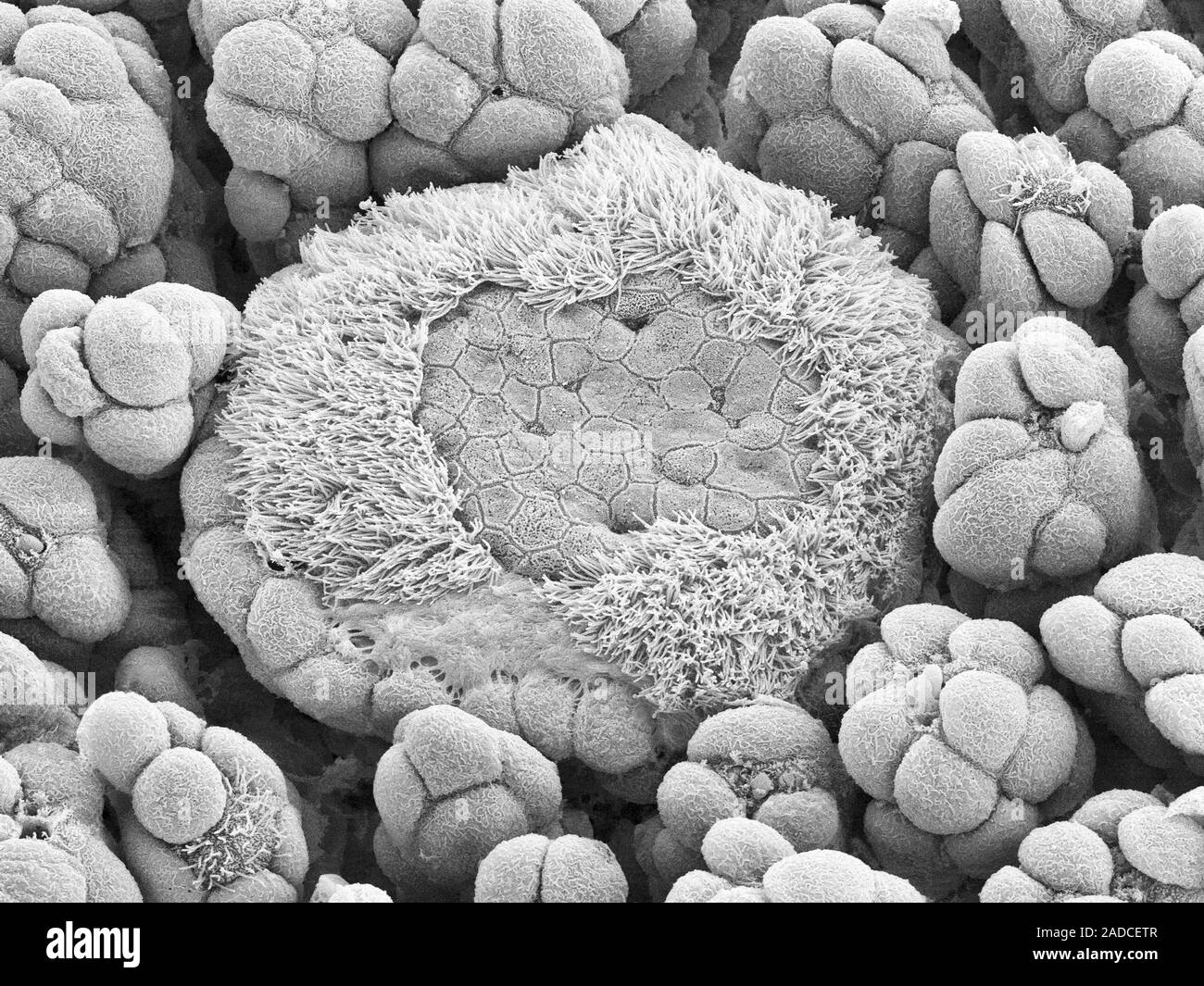 Scanning Electron Micrograph (SEM) Coqui Frosch Zunge mit Geschmack ...