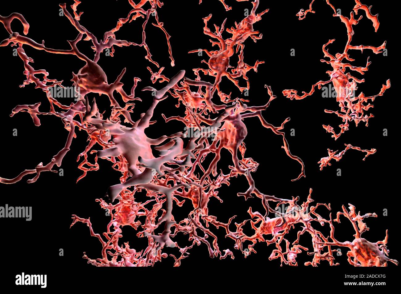 Nervenzellen, Illustration. Ein Neuron, oder eine Nervenzelle, ist eine ...