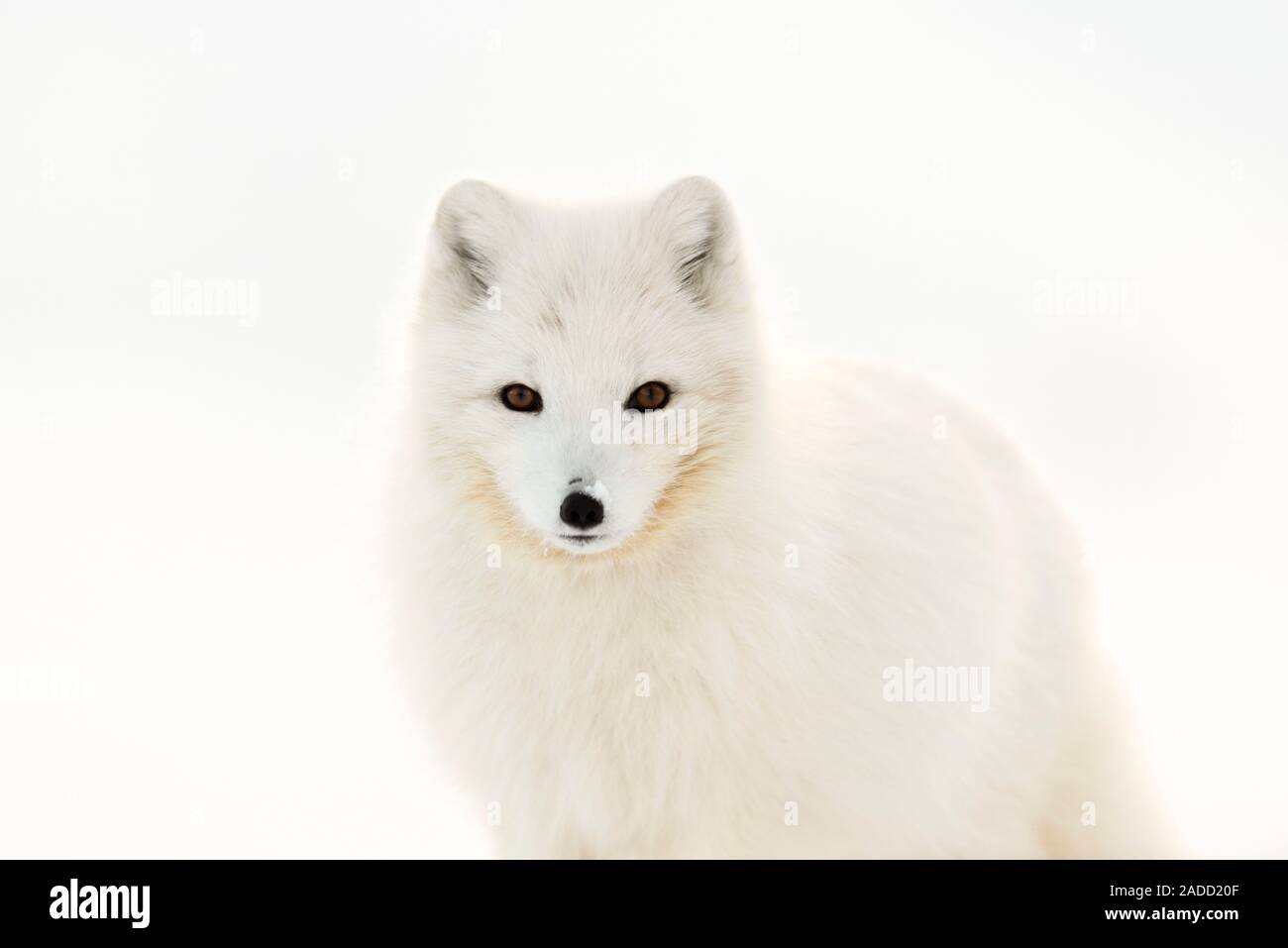 Polarfuchs (Alopex lagopus) mit seinen wintermantel. Der Polarfuchs ...