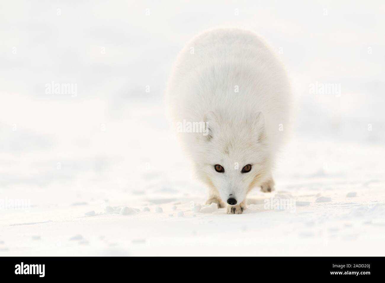 Polarfuchs (Alopex lagopus) mit seinen wintermantel. Der Polarfuchs ...