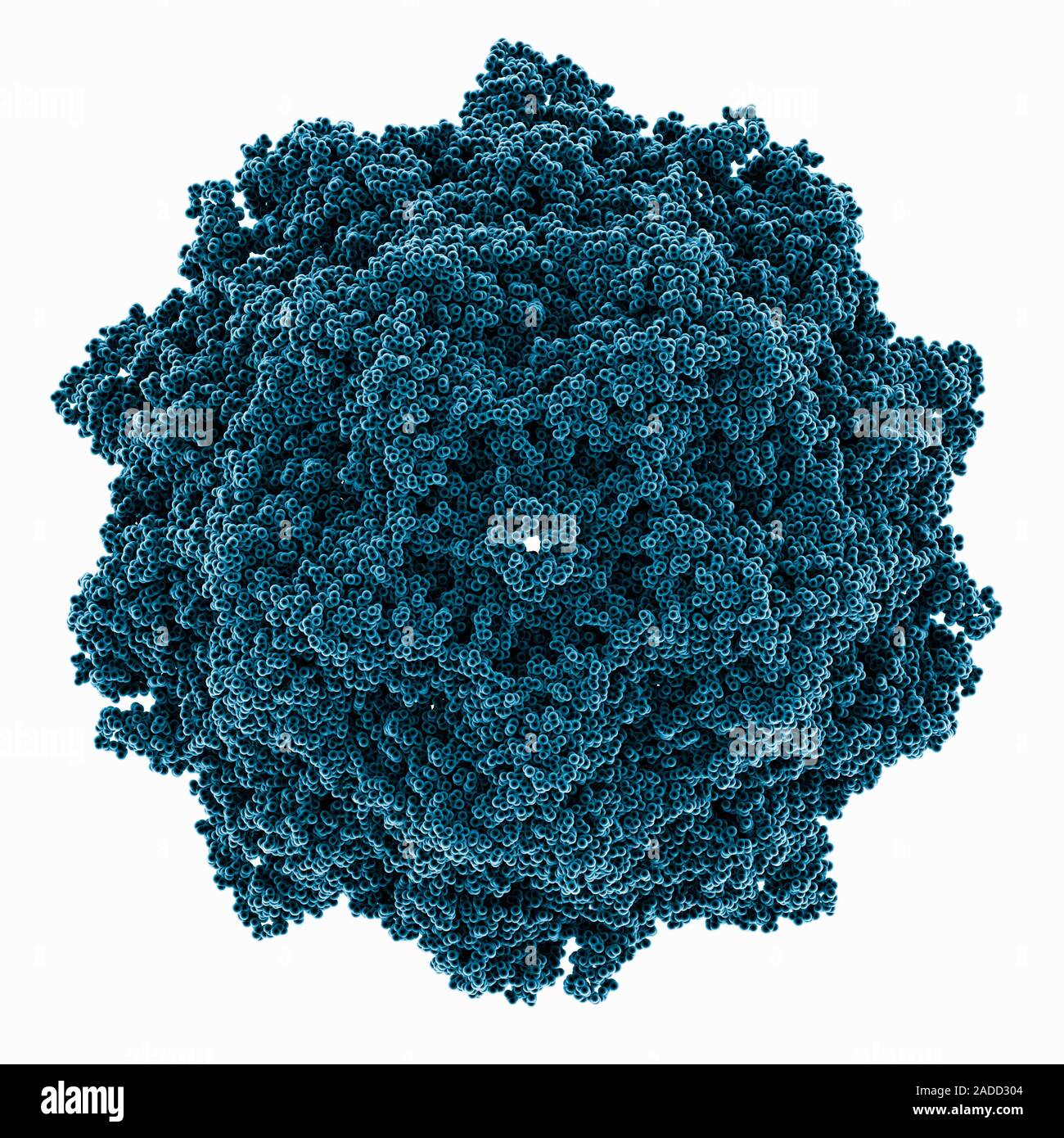 Canine parvovirus Typ 2 Kapsid. Computer Modell zeigt das Kapsid des ...