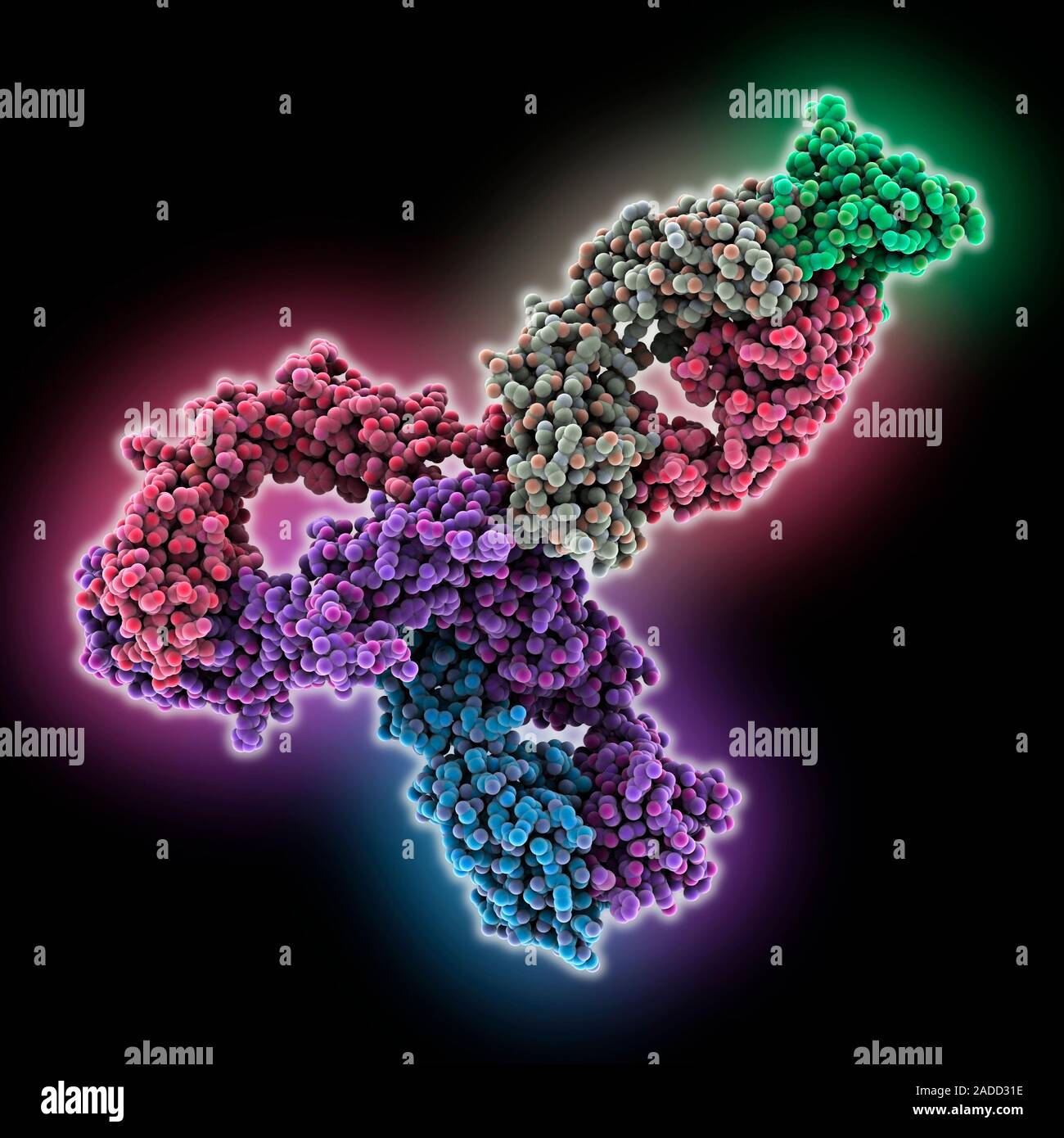 Pembrolizumab Antikörper komplexiert mit programmierten Zelltod Protein ...