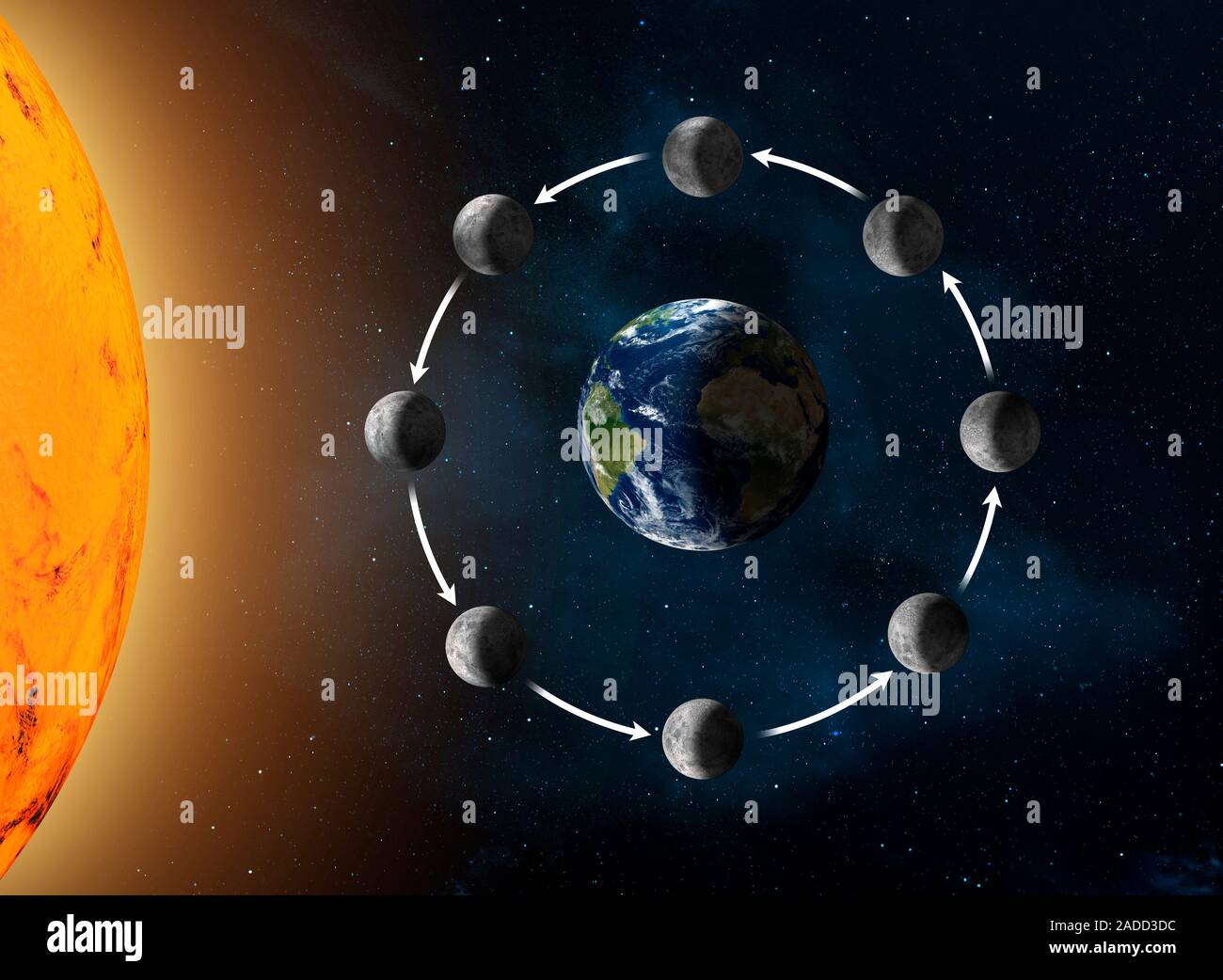 Phasen des Mondes als vom Weltraum aus gesehen, Illustration. Wie der ...