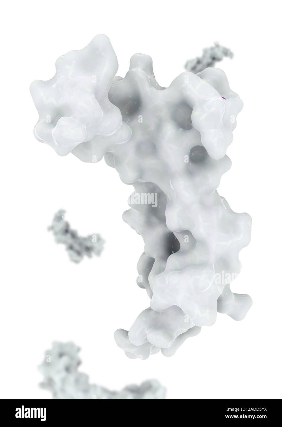 Wachstum und Differenzierung Faktor 15 Molekül. Computer zeigt die ...