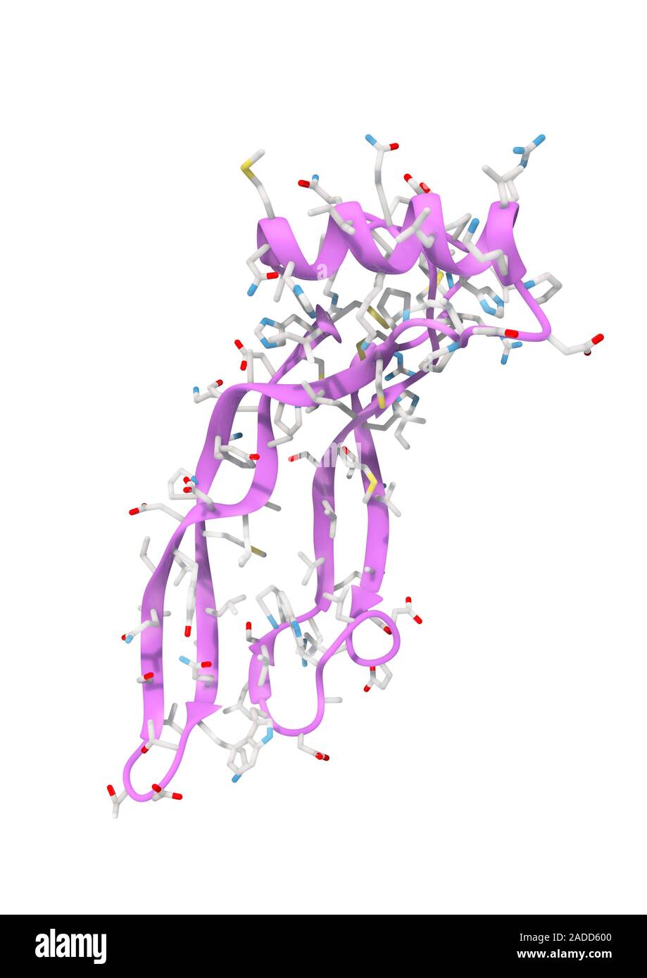Wachstum und Differenzierung Faktor 15 Molekül. Computer zeigt die ...