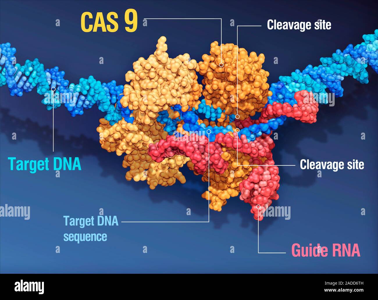 CRISPR-Cas9-Gens Bearbeitung komplexer, molekulare Struktur. Die crispr ...
