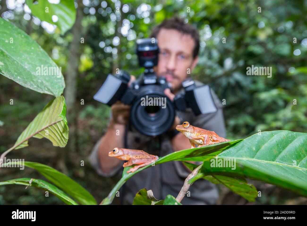 Mann fotografieren Harlekin Tree Frogs (Rhacophorus pardalis) auf einem ...