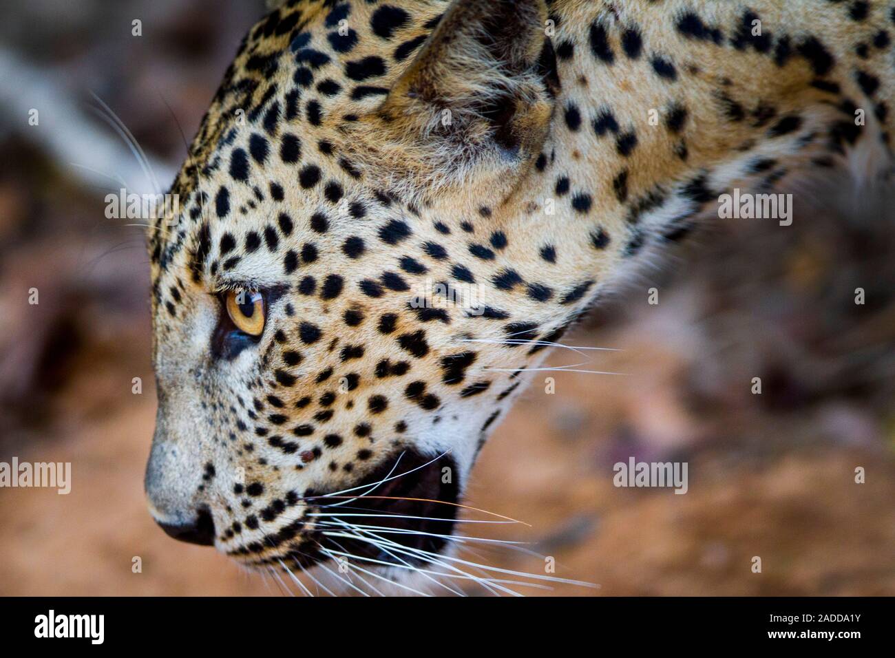 Leopard (Panthera pardus) Kopf. Leoparden sind in einem weiten Bereich ...