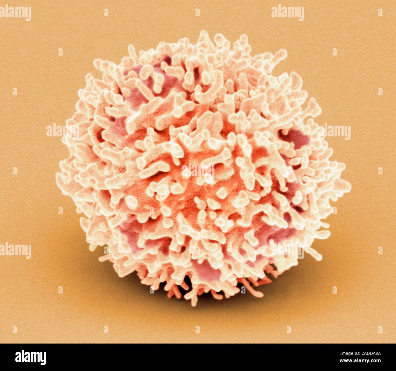 Ruhende T-Lymphozyten. Farbige Scanning Electron Micrograph (SEM) eine ...