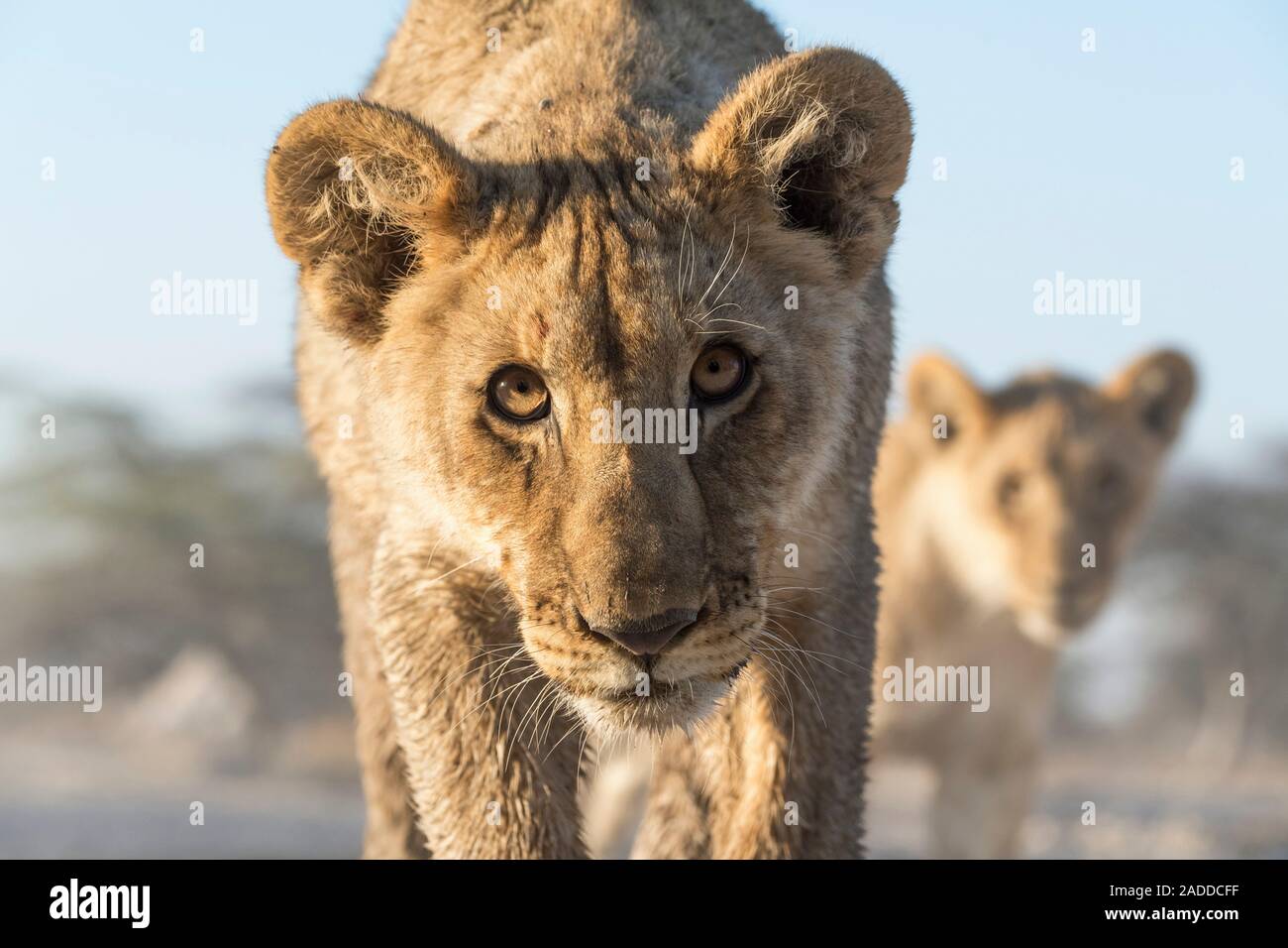 Löwe (Panthera leo) Cub. Nahaufnahme der Kopf eines Afrikanischen lion ...