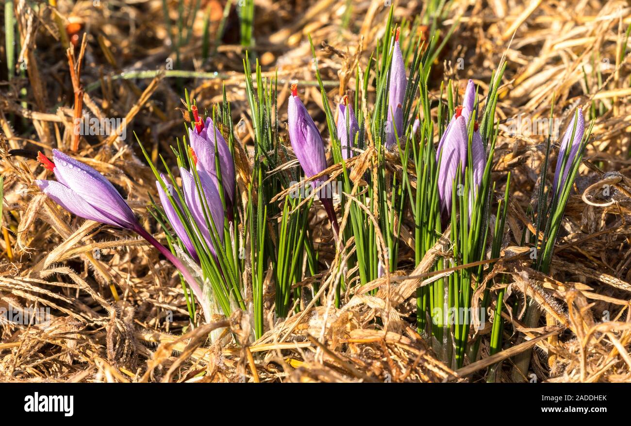 Der Safran Krokus (Crocus sativus) Blumen für zwei Wochen im Herbst und ...