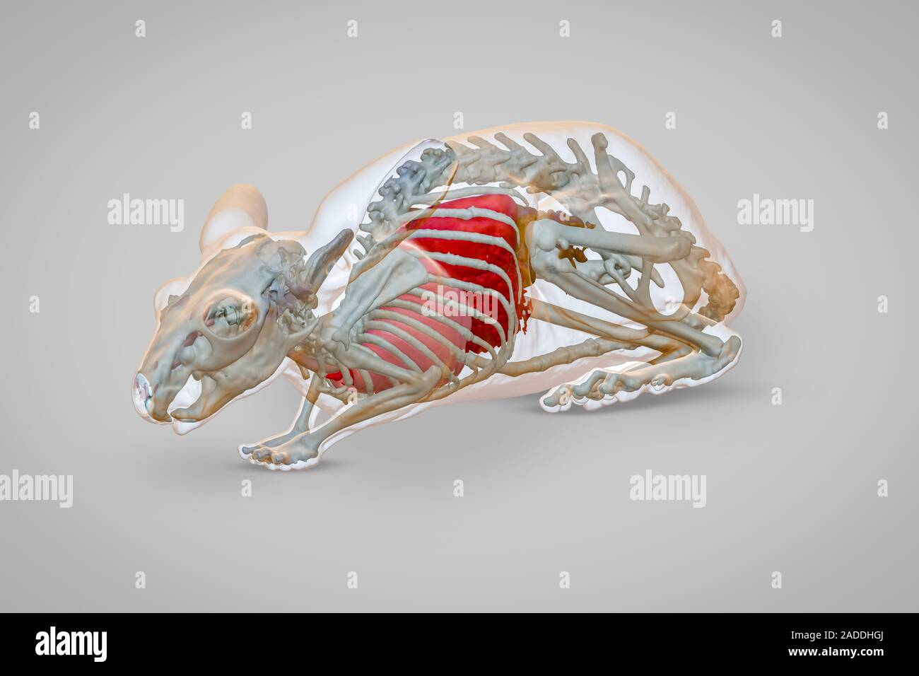 Chinchilla Anatomie. 3D-Computertomographie (CT)-Scan des Skeletts und ...