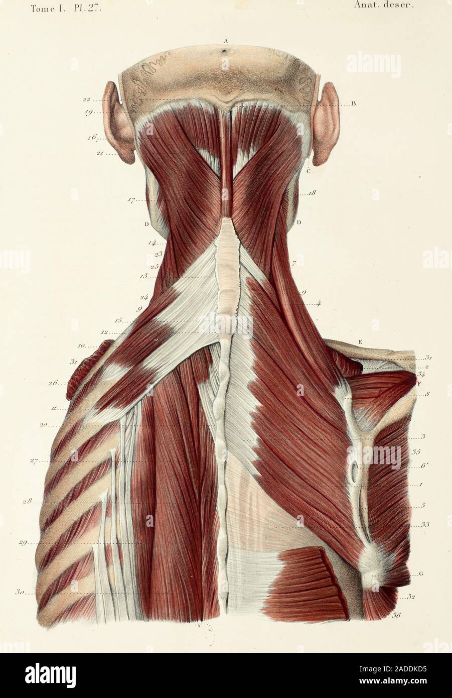 Zweite Schicht von Rücken- und Nackenmuskulatur, 1866 Abbildung. Diese ...