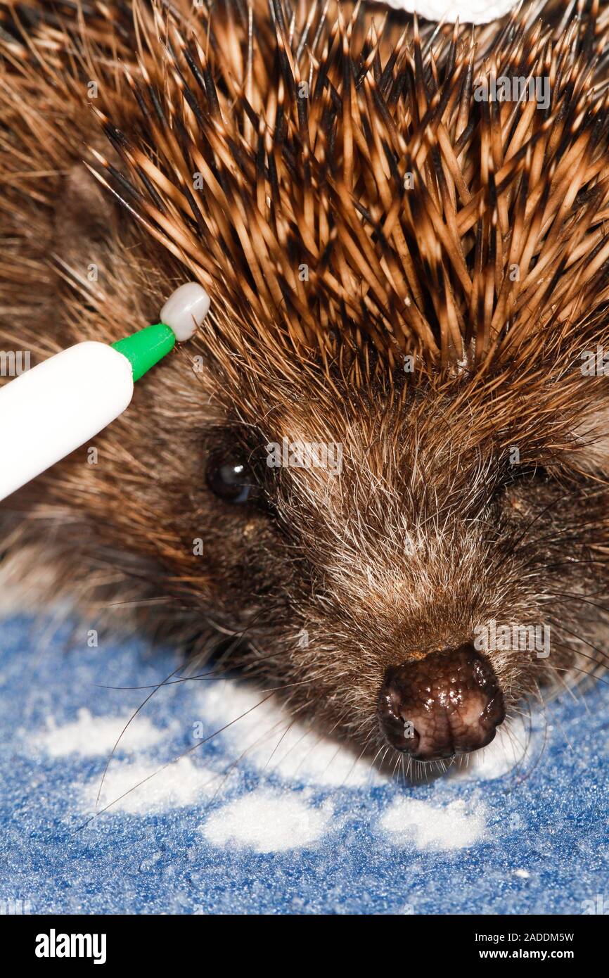 Igel mit einem Häkchen entfernt werden. Europäischer Igel (Erinaceus ...