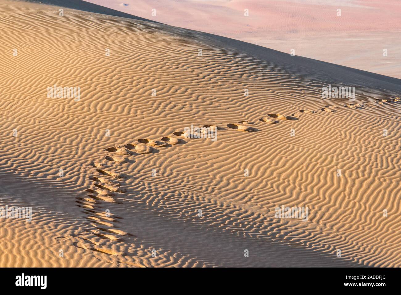 Spuren im Sand Dünen in der Wüste. Das Leere Viertel (Rub' al Khali ...