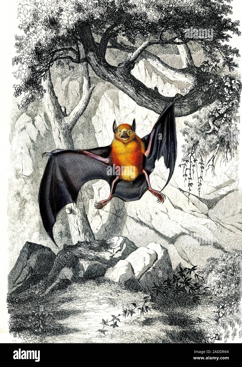Mehr bulldog bat (Noctilio leporinus). 1854 anatomische Abbildung eines ...